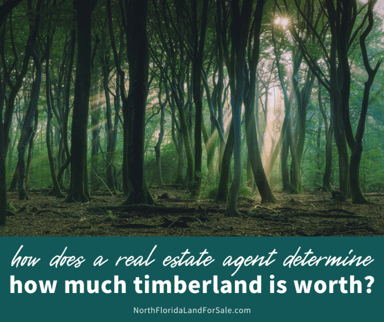 How Does a Real Estate Agent Determine How Much Timberland is Worth ...