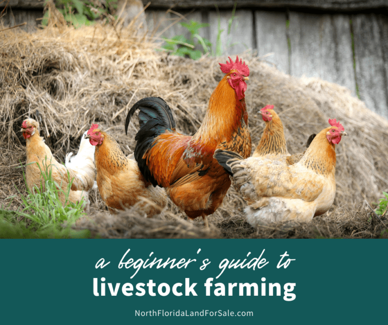A Beginner’s Guide to Livestock Farming in Lake City | Florida Land ...