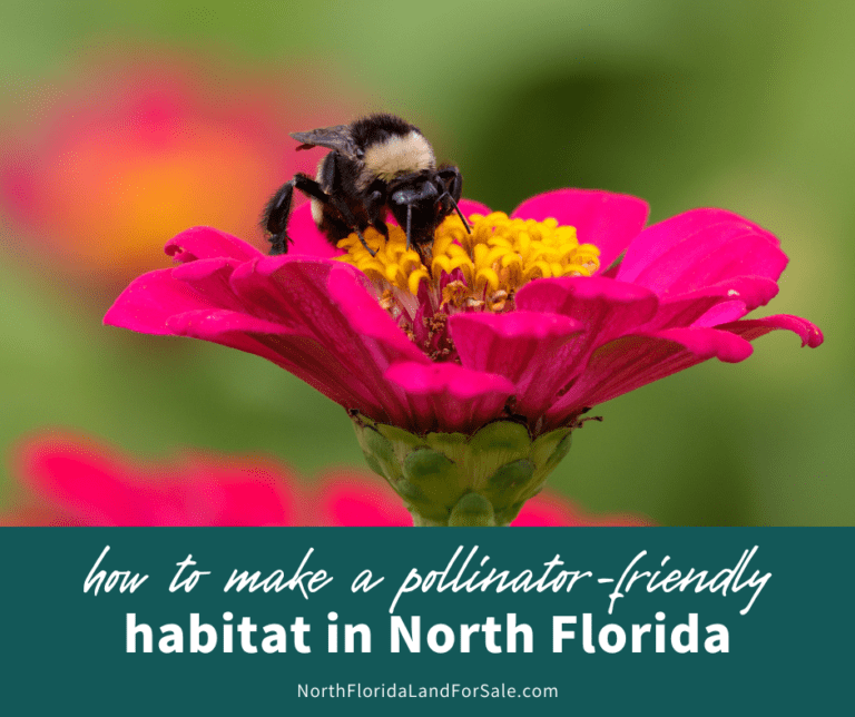 How to Create a Pollinator-Friendly Habitat on North Florida Land ...