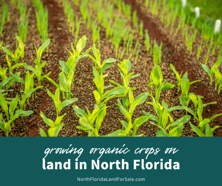 Why North Florida Land is Ideal for Growing Organic Crops | Florida ...