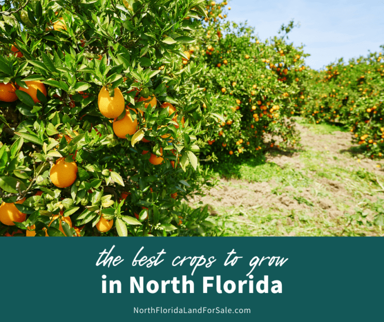 The Best Crops to Grow in North Florida’s Climate | Florida Land ...