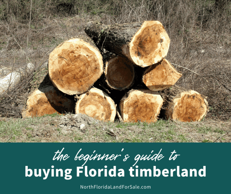 Beginner’s Guide to Buying Timberland in Florida | Florida Land Network ...